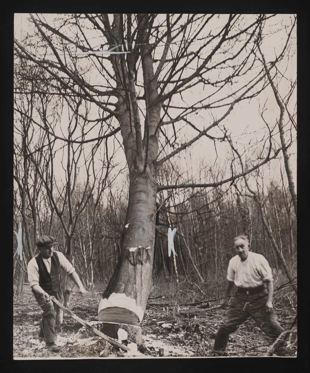 A photographic print of Industry, Timber, Felling Trees | Science ...