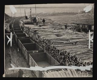 A photographic print of Industry, Timber, Pit props | Science Museum ...