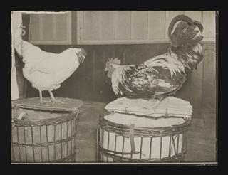 A photographic print of Industries, Agriculture, Poultry | Science ...