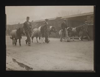 A photographic print of Circus, Performing Horses | Science Museum ...