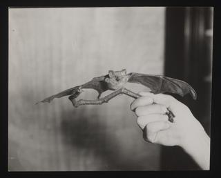 A photographic print of Birds, Bats | Science Museum Group Collection