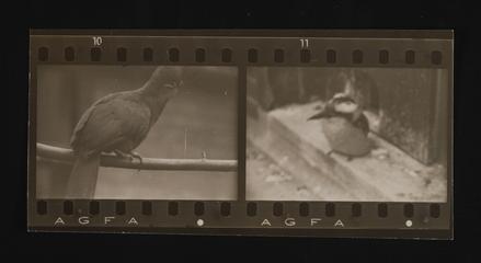 A photographic print of Birds, General, Including Aviaries | Science ...