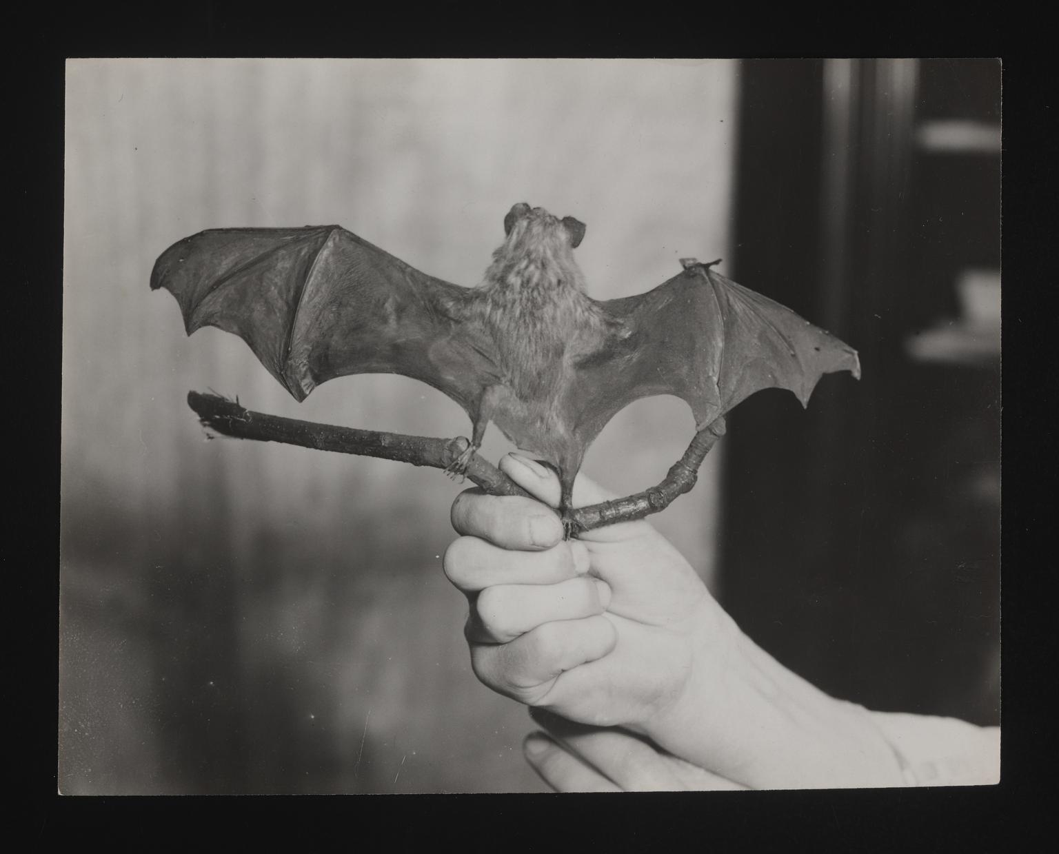 A photographic print of Birds, Bats | Science Museum Group Collection