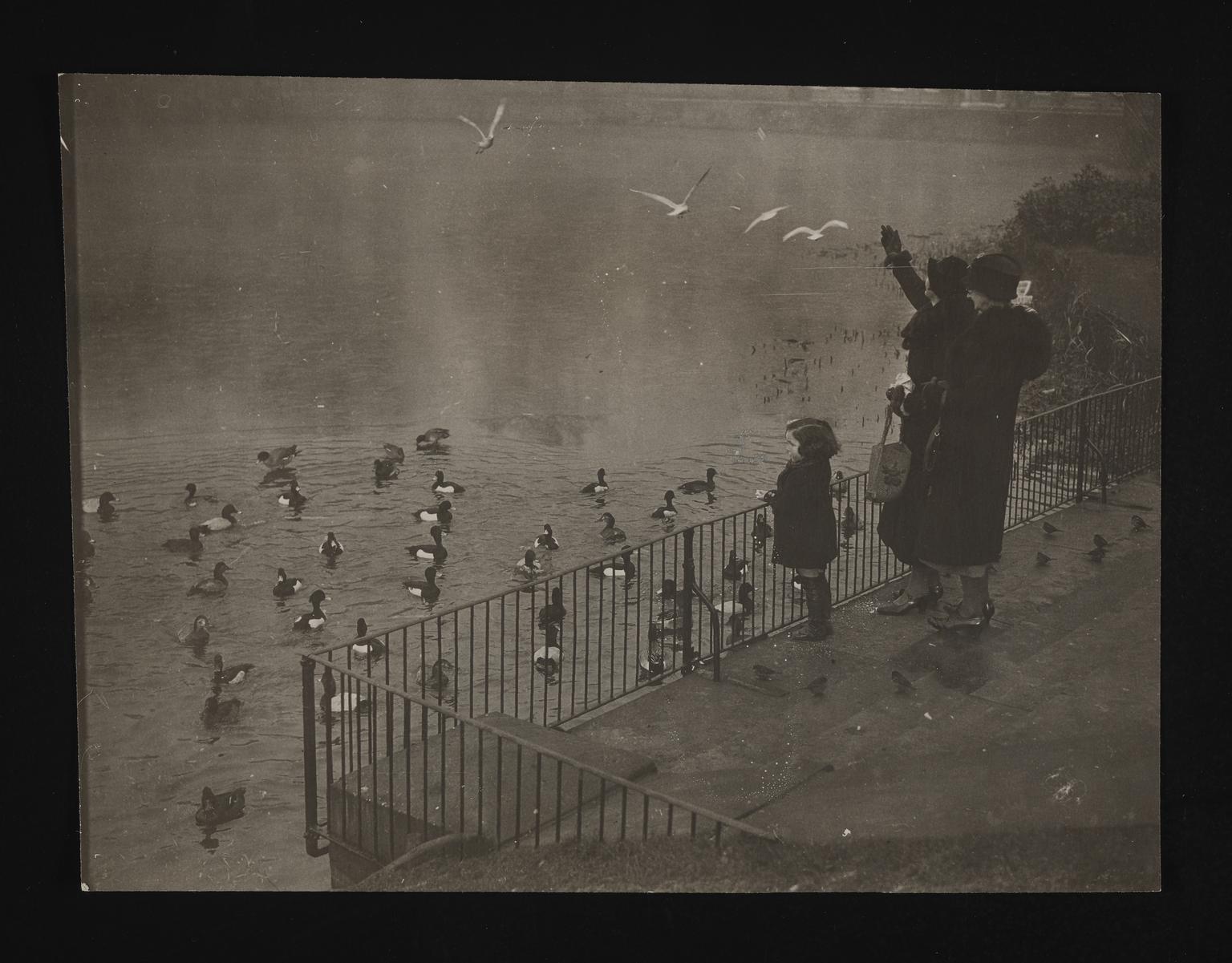 A photographic print of Birds, Ducks | Science Museum Group Collection