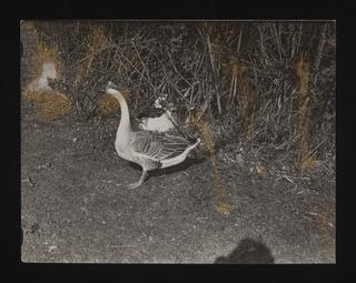A photographic print of Birds, Geese | Science Museum Group Collection