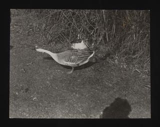 A photographic print of Birds, Geese | Science Museum Group Collection