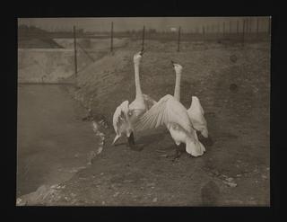 A photographic print of Birds, Swans | Science Museum Group Collection