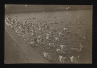 A photographic print of Birds, Swans | Science Museum Group Collection