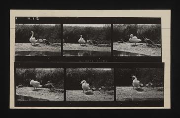A photographic print of Birds, Swans | Science Museum Group Collection