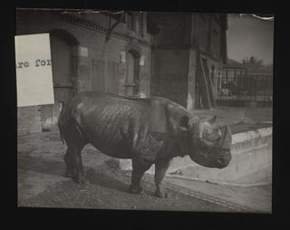 A photographic print of Rhinoceros | Science Museum Group Collection