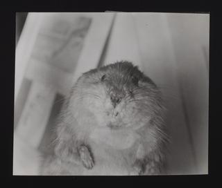 A photographic print of Musquash | Science Museum Group Collection