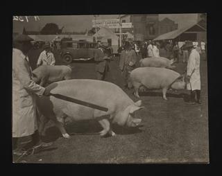 A photographic print of Pigs | Science Museum Group Collection