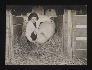 A photographic print of Pigs | Science Museum Group Collection