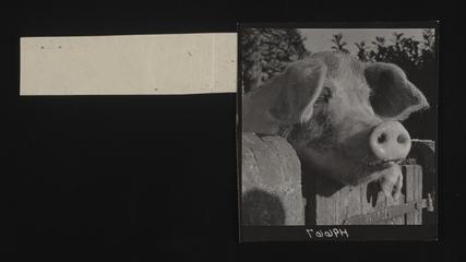 A photographic print of Pigs | Science Museum Group Collection
