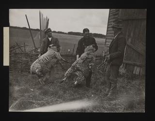 A photographic print of Sheep, Lambs Only | Science Museum Group Collection