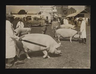 A photographic print of Pigs | Science Museum Group Collection
