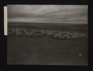 A photographic print of Sheep, Lambs Only | Science Museum Group Collection