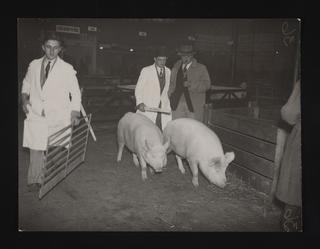 A photographic print of Pigs | Science Museum Group Collection