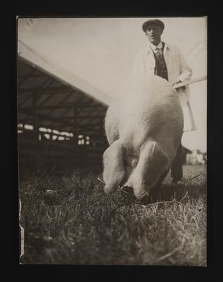 A photographic print of Pigs | Science Museum Group Collection