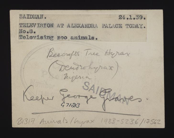 A photographic print of Hyrax | Science Museum Group Collection