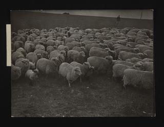 A photographic print of Sheep, Lambs Only | Science Museum Group Collection