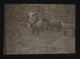 A photographic print of Sheep, Lambs Only | Science Museum Group Collection