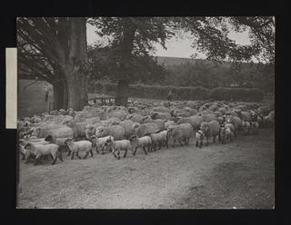 A photographic print of Sheep, Lambs Only | Science Museum Group Collection