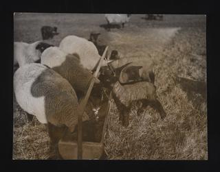 A photographic print of Sheep, Lambs Only | Science Museum Group Collection