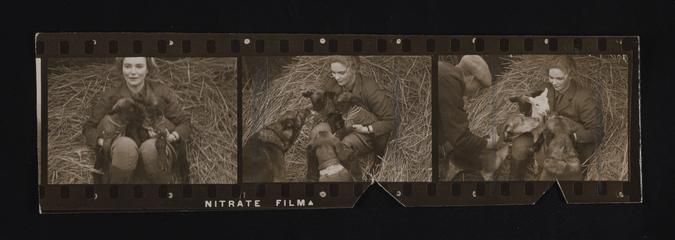 A photographic print of Sheep, Lambs Only | Science Museum Group Collection