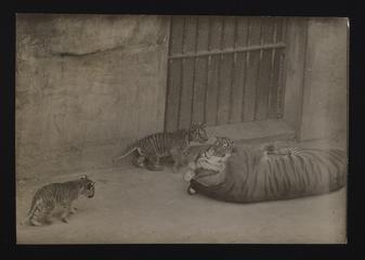 A photographic print of Tigers | Science Museum Group Collection