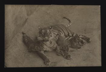 A photographic print of Tigers | Science Museum Group Collection