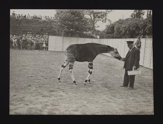 A photographic print of Okapi | Science Museum Group Collection