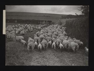 A photographic print of Sheep, Lambs Only | Science Museum Group Collection