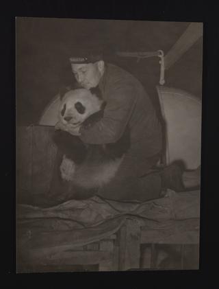 A photographic print of Panda | Science Museum Group Collection