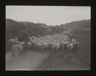 A photographic print of Sheep, Shepherds with Lambs | Science Museum ...