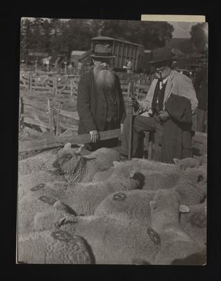 A photographic print of Sheep, Shepherds with Lambs | Science Museum ...
