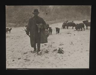 A photographic print of Sheep, Shepherds with Lambs | Science Museum ...