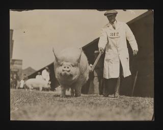 A photographic print of Pigs | Science Museum Group Collection