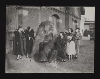 A photographic print of Zoo Scenes | Science Museum Group Collection