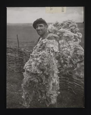A photographic print of Sheep, Lambs Only | Science Museum Group Collection