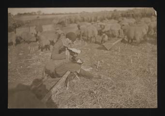 A photographic print of Sheep, Lambs Only | Science Museum Group Collection