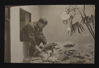 A photographic print of Zoo Scenes | Science Museum Group Collection