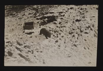 A photographic print of Zoo Scenes | Science Museum Group Collection
