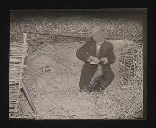 A photographic print of Sheep, Lambs Only | Science Museum Group Collection