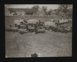 A photographic print of Sheep, Lambs Only | Science Museum Group Collection