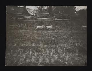 A photographic print of Sheep, Lambs Only | Science Museum Group Collection