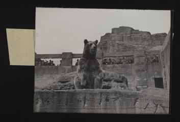 A photographic print of Zoo Scenes | Science Museum Group Collection