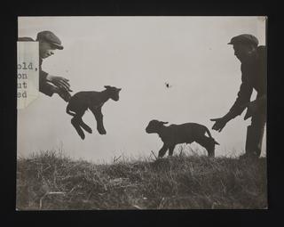 A photographic print of Sheep, Lambs Only | Science Museum Group Collection
