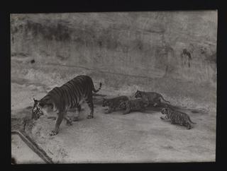 A photographic print of Tigers | Science Museum Group Collection