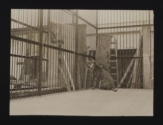 A photographic print of Tigers | Science Museum Group Collection
